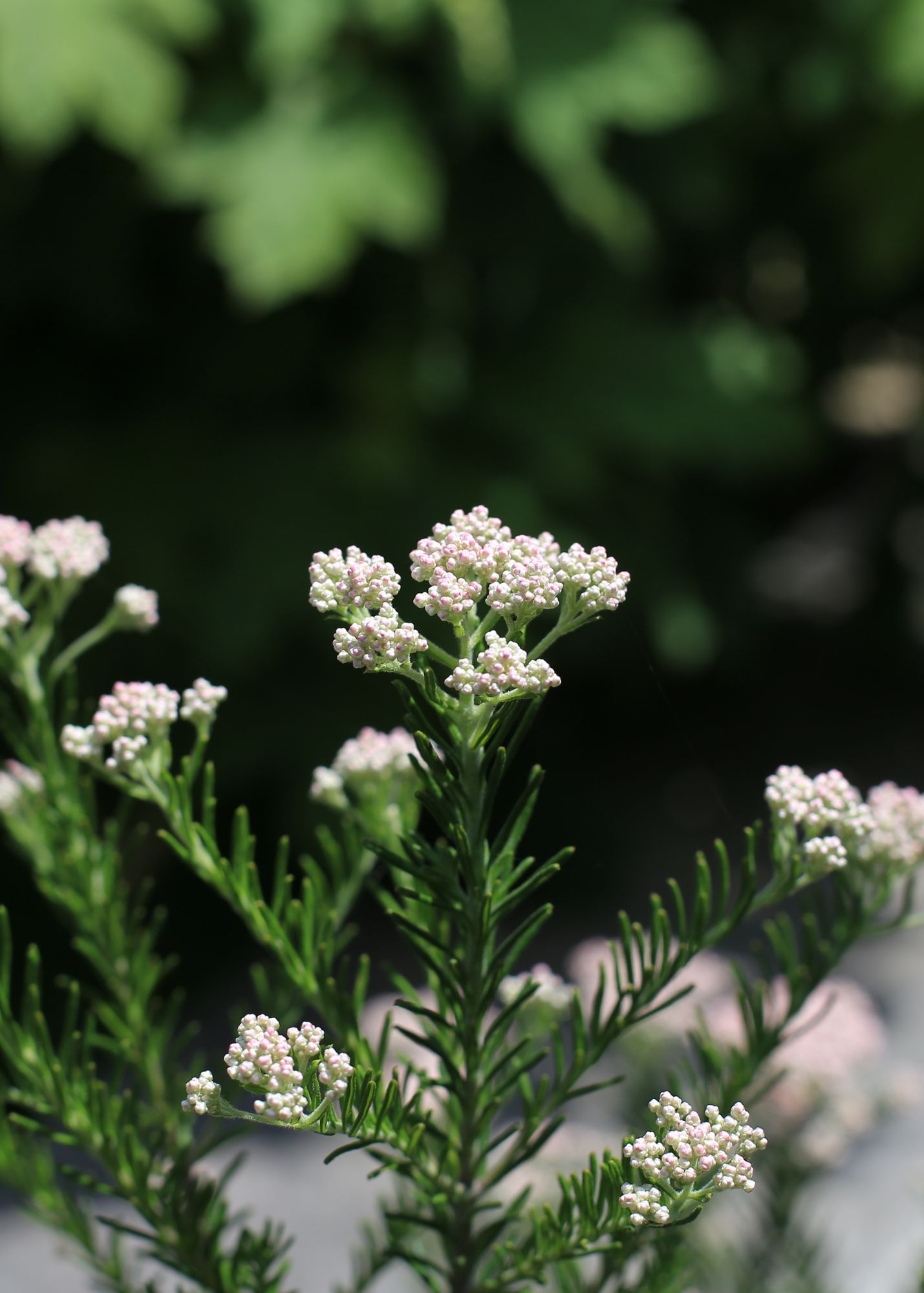 5 Flowers To Include In Your Wedding + Their Meanings ...